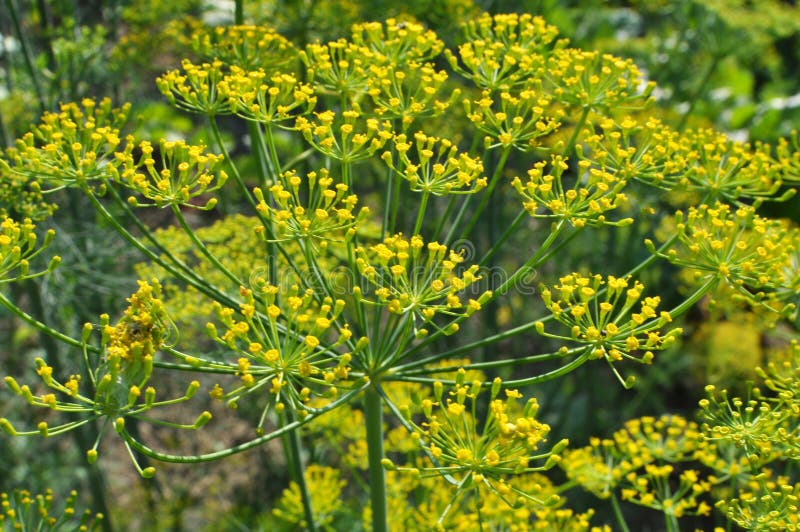 Dill (Anethum Graveolens) Grows in the Garden Stock Photo - Image of ...