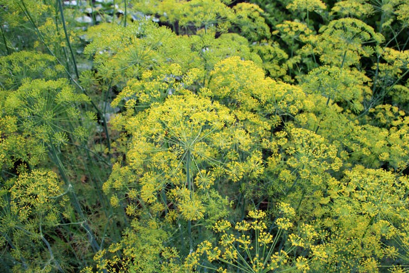 Dill (Anethum Graveolens) Grows in the Garden Stock Image - Image of ...