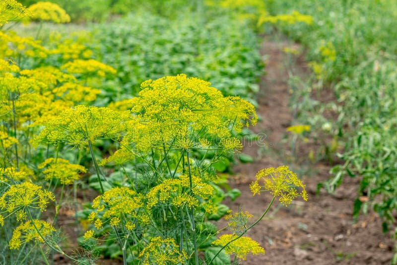 Dill on the Beds. Dill Inflorescence in the Field, Growing Dill Stock ...