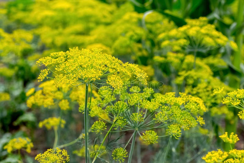 Dill on the Beds. Dill Inflorescence in the Field, Growing Dill Stock ...