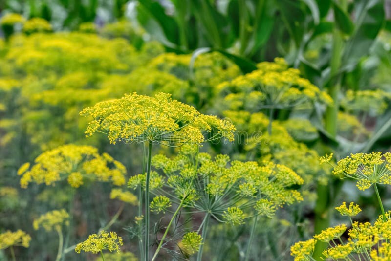 Dill on the Beds. Dill Inflorescence in the Field, Growing Dill Stock ...