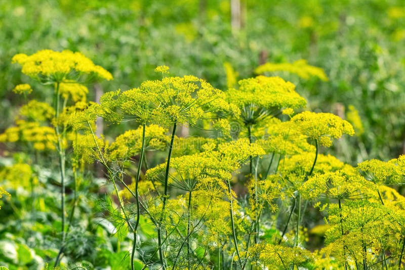 Dill on the Beds. Dill Inflorescence in the Field, Growing Dill Stock ...