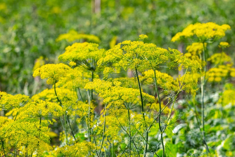 Dill on the Beds. Dill Inflorescence in the Field, Growing Dill Stock ...