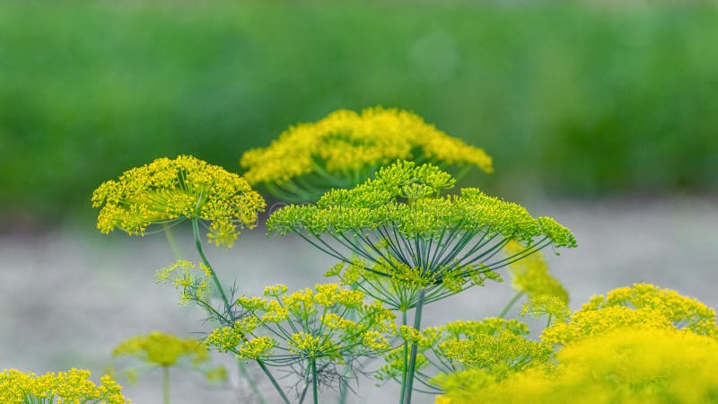 Dill on the Beds. Dill Inflorescence in the Field, Growing Dill Stock ...