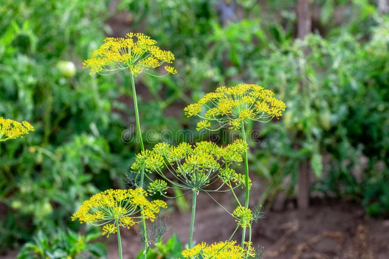Dill on the Beds. Dill Inflorescence in the Field, Growing Dill Stock ...