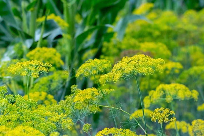 Dill on the Beds. Dill Inflorescence in the Field, Growing Dill Stock ...
