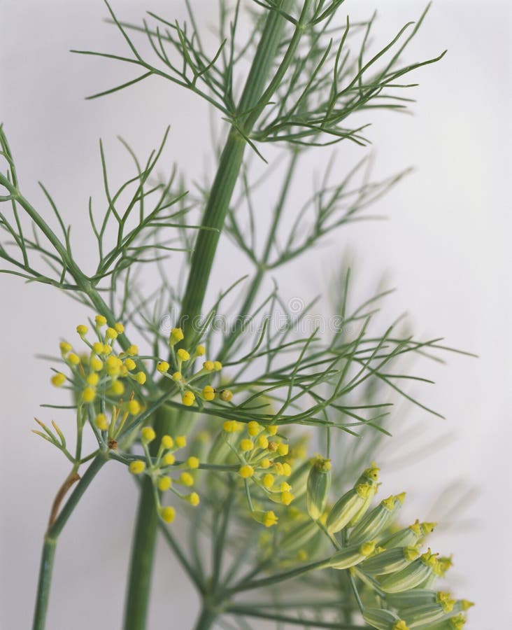 Dill-Blüten stockfoto. Bild von ungekocht, kräuter, nahaufnahme - 7674924