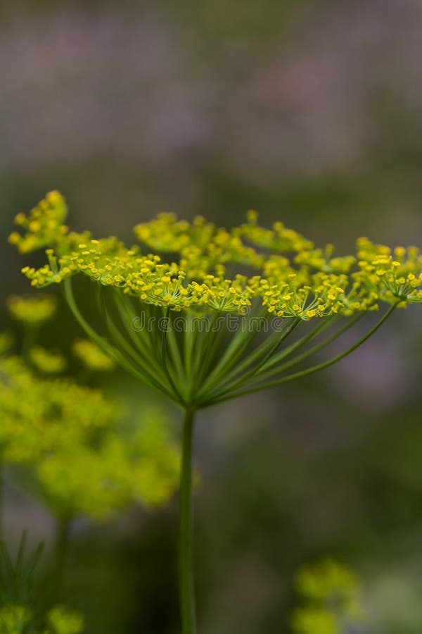 Dill stock image. Image of scented, flowers, blossoms - 46664973