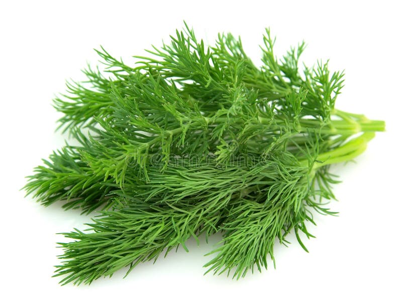 Dill stock image. Image of herbal, freshness, closeup - 27502281