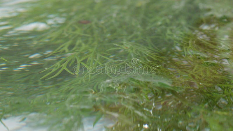 Dill in Water stock photo. Image of healthy, plant, floating - 102741412