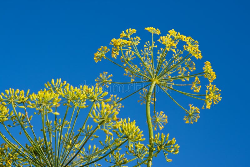 Dill flower stock image. Image of textured, flower, macro - 11912379