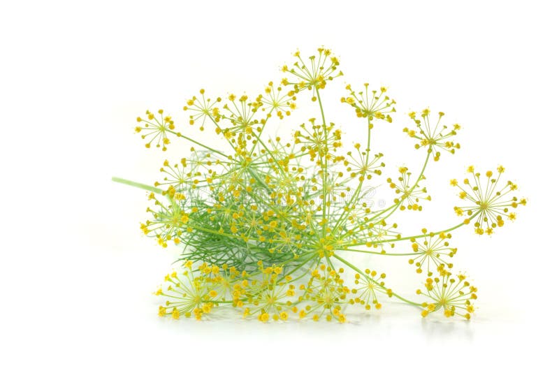Wild fennel flowers stock image. Image of blossom, aromatic - 33257453