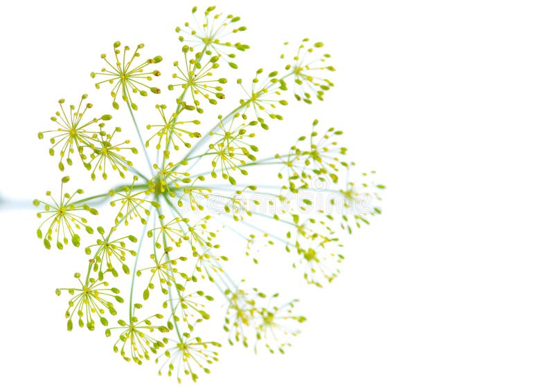 Dill flower stock image. Image of textured, flower, macro - 11912379