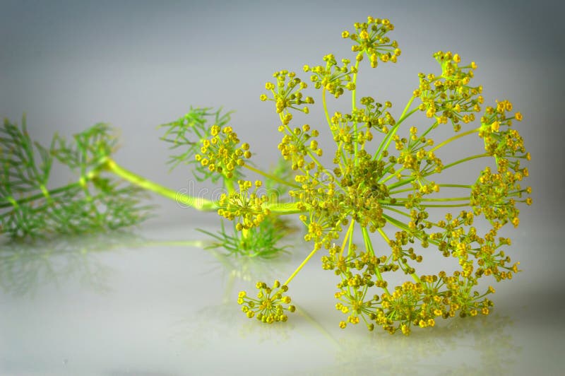 Dill flower stock image. Image of branch, stalk, garden - 77975821