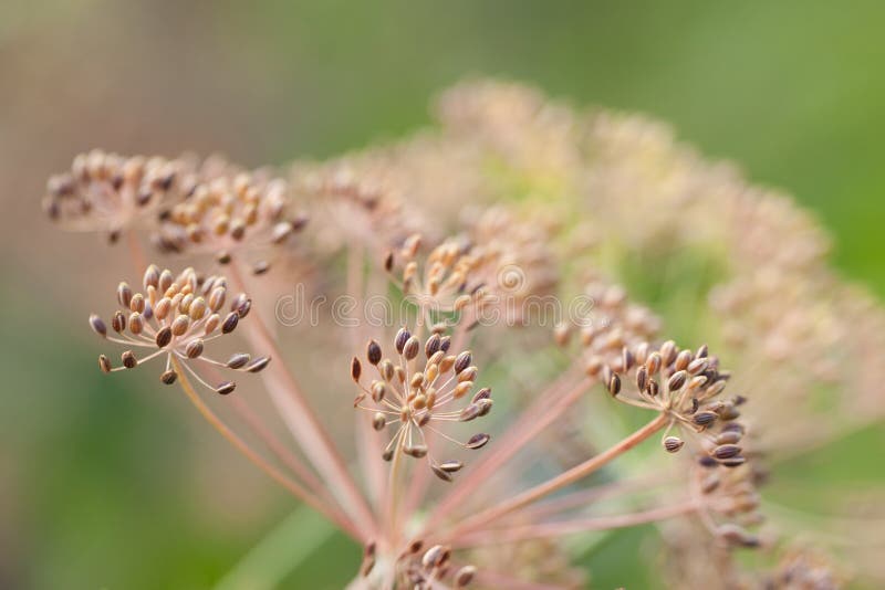 Dill flower stock image. Image of herb, horizontal, food - 33408517