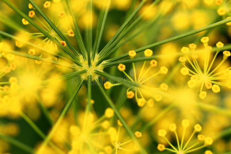 Dill flower stock image. Image of abstract, food, depth - 42686211