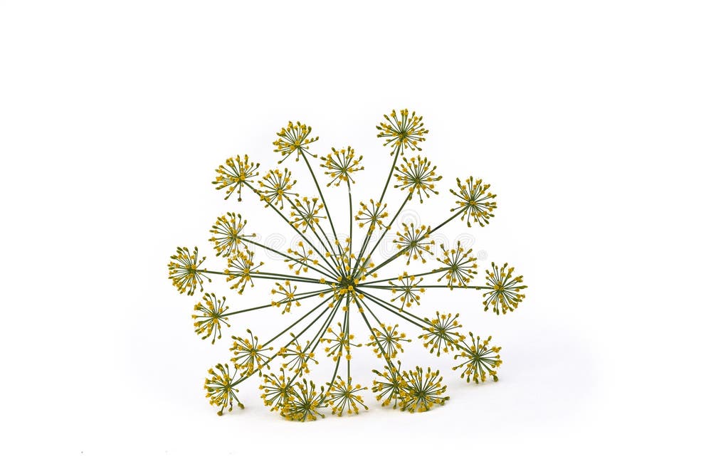 Dill flowers stock photo. Image of design, healthy, fragrance - 12608434