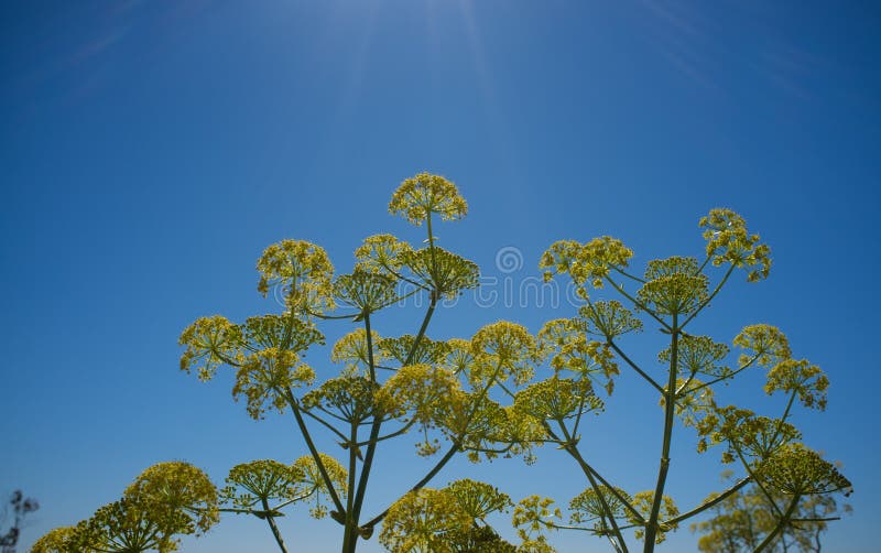 Dill flowers stock photo. Image of spice, mediterranean - 29904802