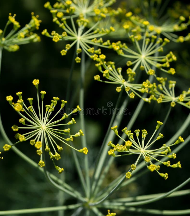 Dill. dill flowers stock photo. Image of botany, fresh - 188959636