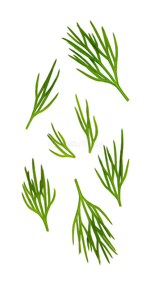Dill. Fresh Dill Collection Isolated on White Stock Image - Image of ...