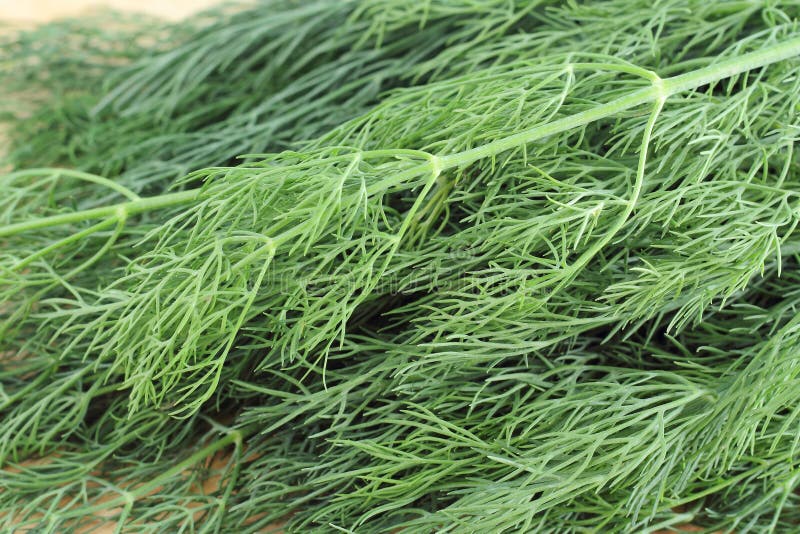 Dill stock photo. Image of aromatic, bouquet, board, green - 65396130