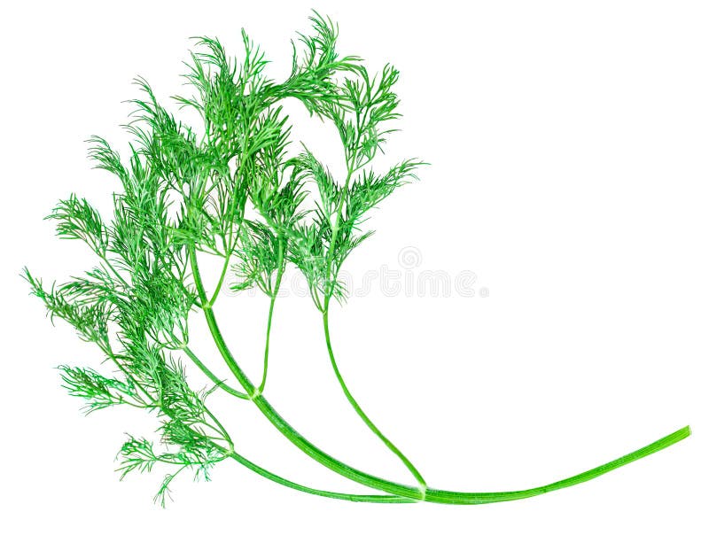Dill. Fresh Dill Isolated on a White Background. Top View Stock Image ...