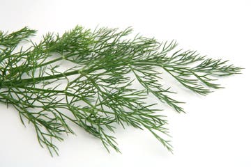 Dill frond stock photo. Image of ingredient, flavouring - 336736