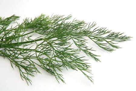 Dill frond stock photo. Image of ingredient, flavouring - 336736