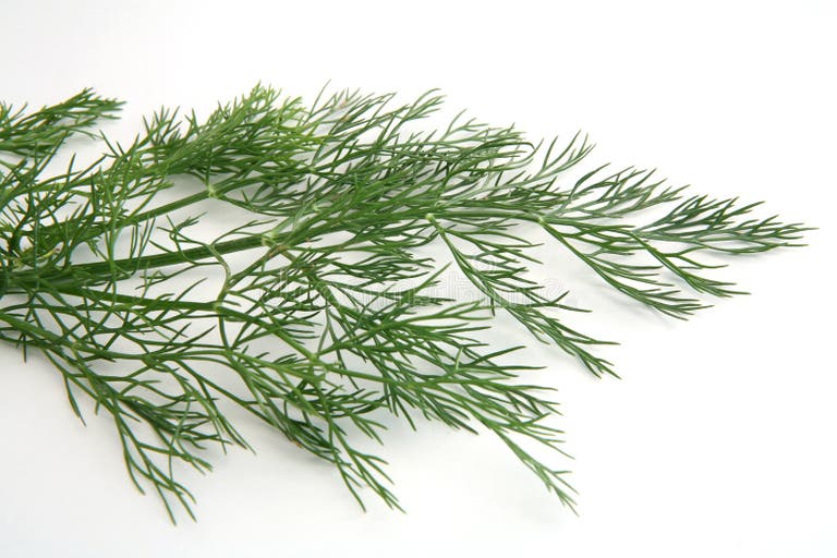 Dill frond stock photo. Image of ingredient, flavouring - 336736