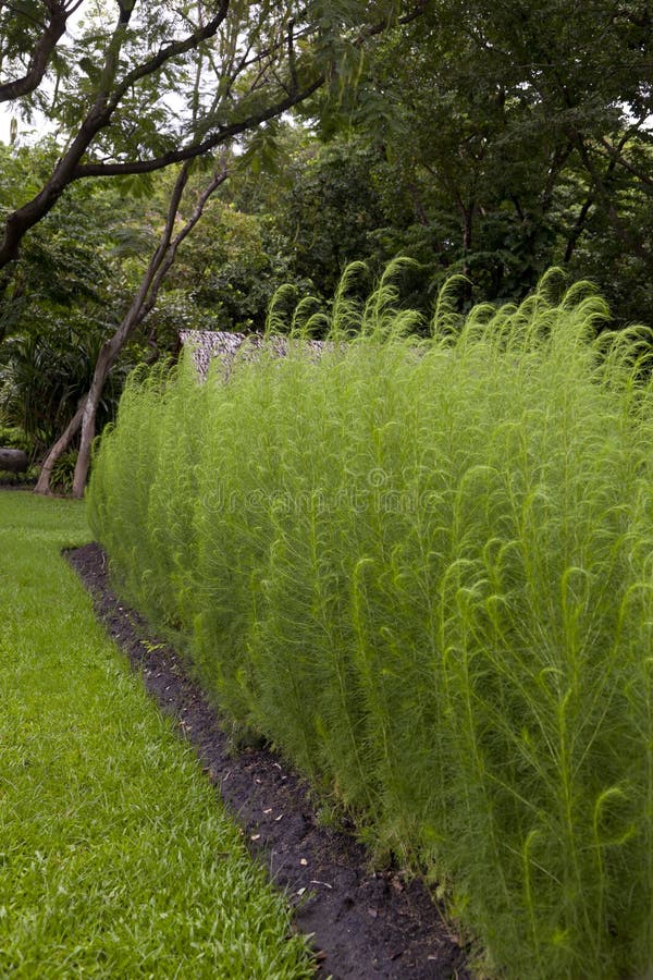 Dill in the garden stock photo. Image of healthy, nature - 86142752