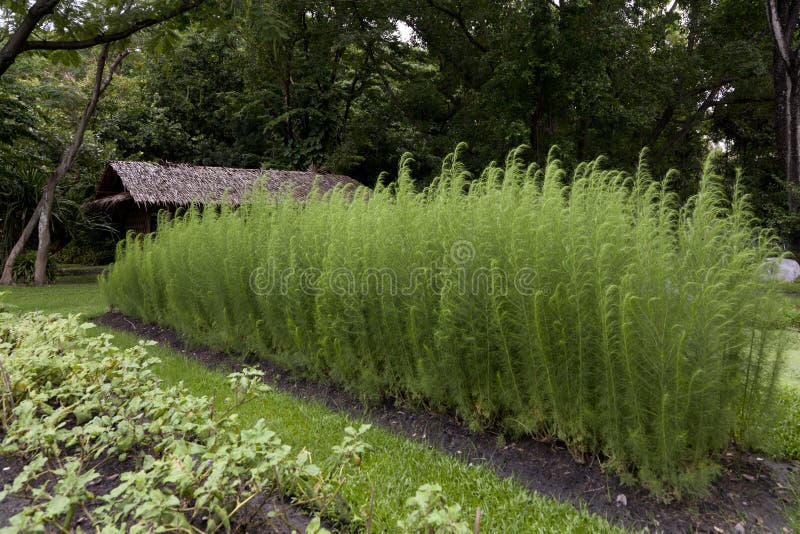 Dill in the garden stock image. Image of floral, natural - 86142755