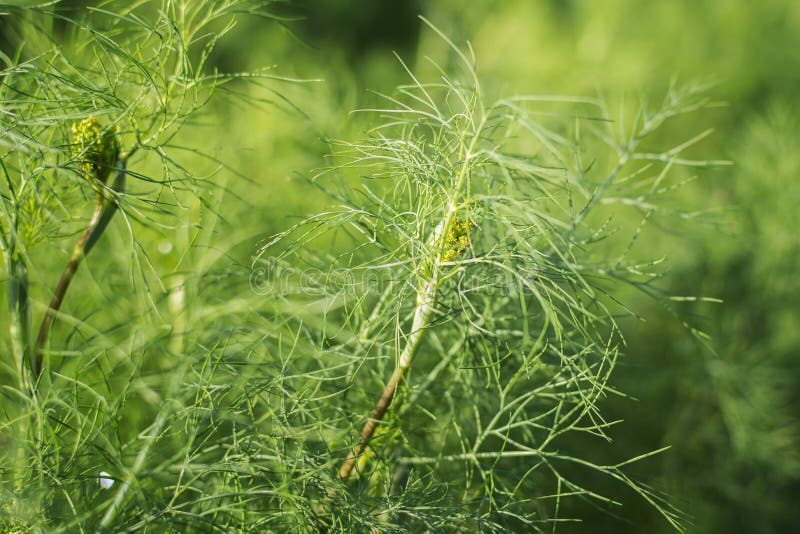 Macro of fresh green dill stock image. Image of grass - 112268613