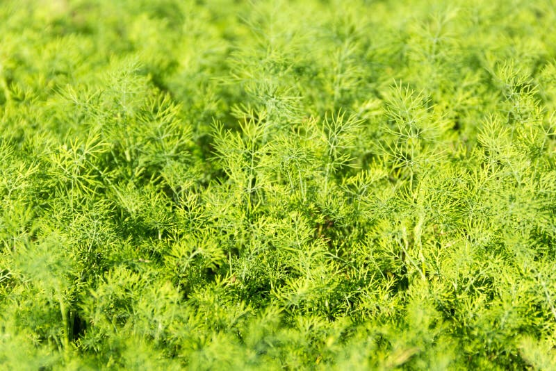 Dill stock image. Image of seasoning, herb, grass, green - 59875105