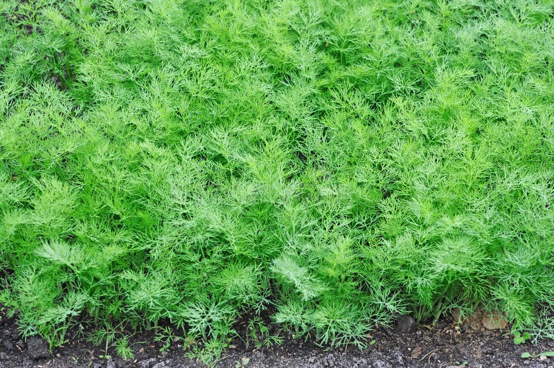 Dill growing stock image. Image of farming, nutrition - 25680453
