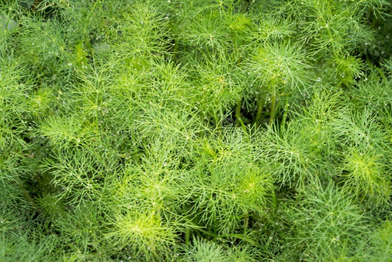 Dill stock photo. Image of healthy, crown, fresh, dill - 56469328