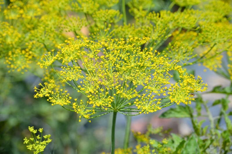Dill stock image. Image of dill, backdrop, spring, food - 73864811