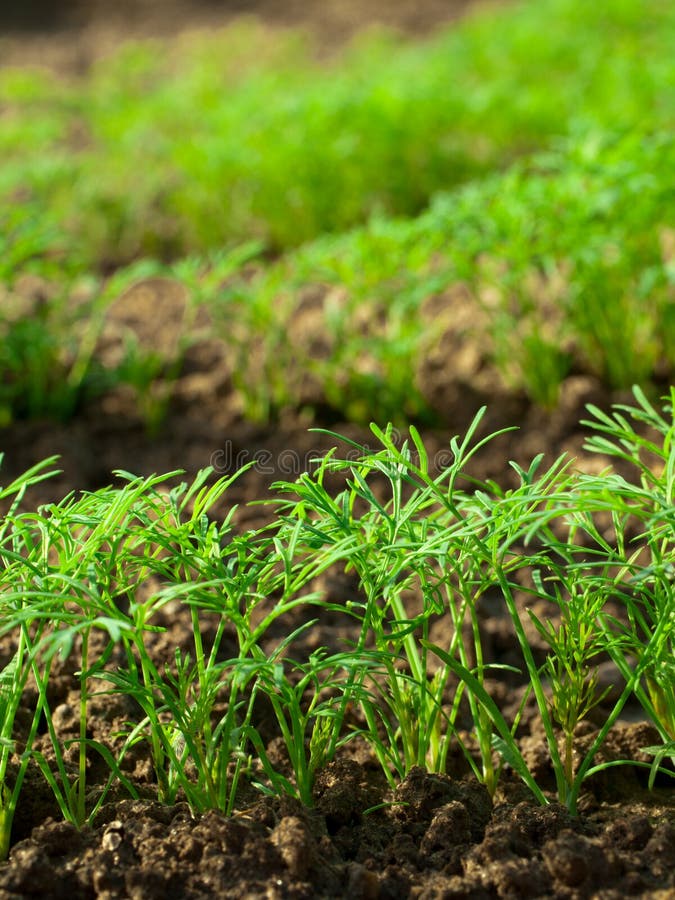 Dill stock image. Image of farming, food, healthy, raise - 45242107