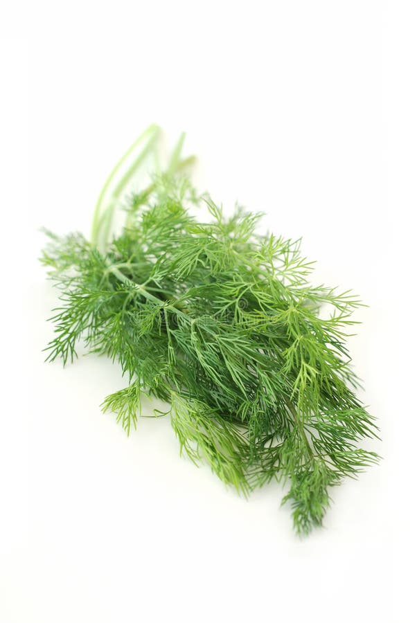 Fennel stock image. Image of herb, delicate, plant, taste - 95383