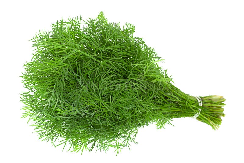 Dill herb bunch stock photo. Image of health, condiment - 197750772