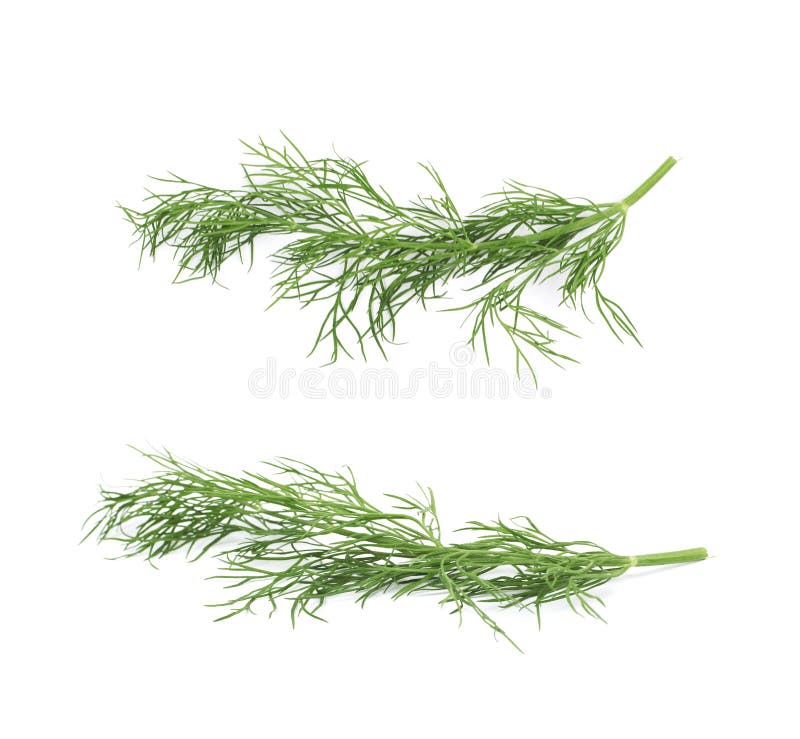 Dill herb isolated stock image. Image of cook, bunch - 85482359