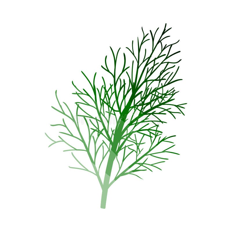 Dill Color Illustration Stock Illustrations – 1,118 Dill Color ...