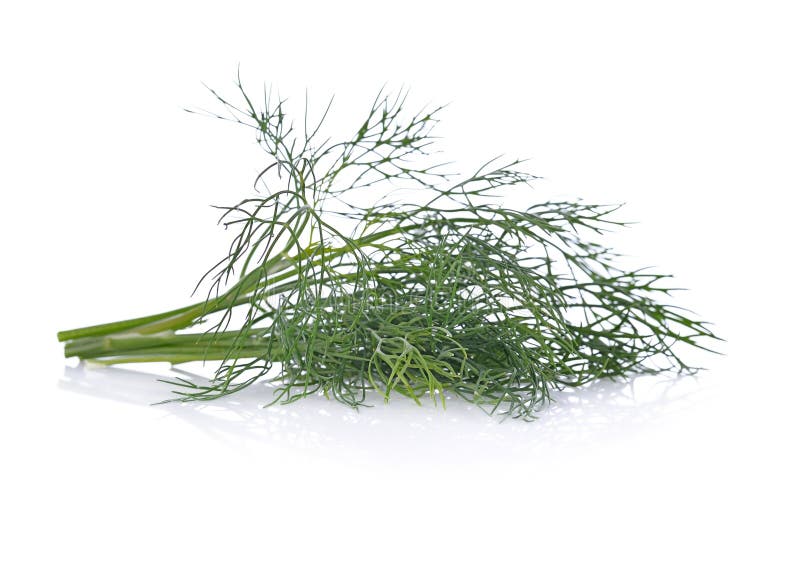 Dill Isolated Dill, Fennel, Herb Isolated on White Stock Photo - Image ...