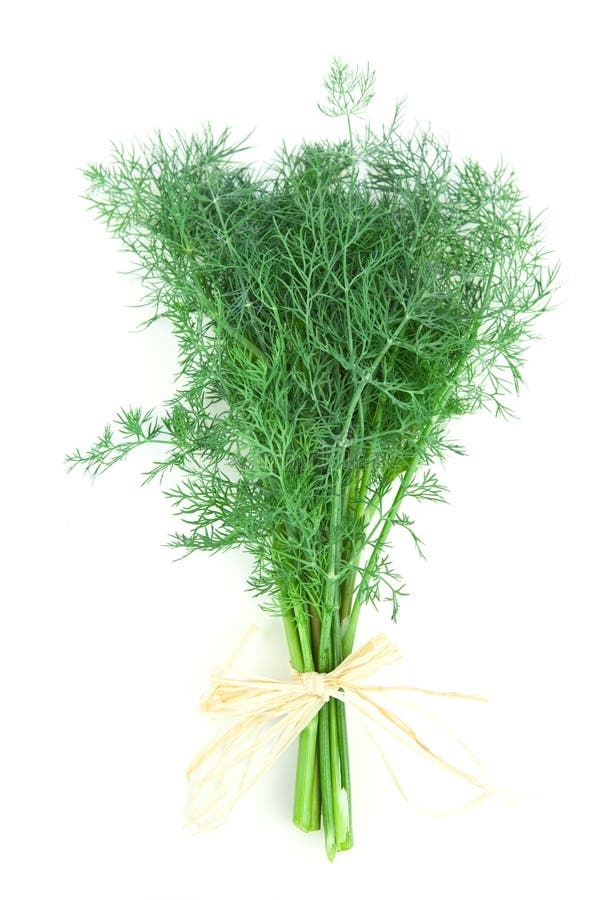 Dill isolated on white stock photo. Image of leaves, food - 14955874