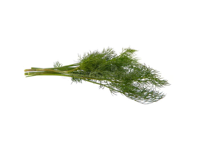 Dill Isolated on White Background Stock Image - Image of white, healthy ...