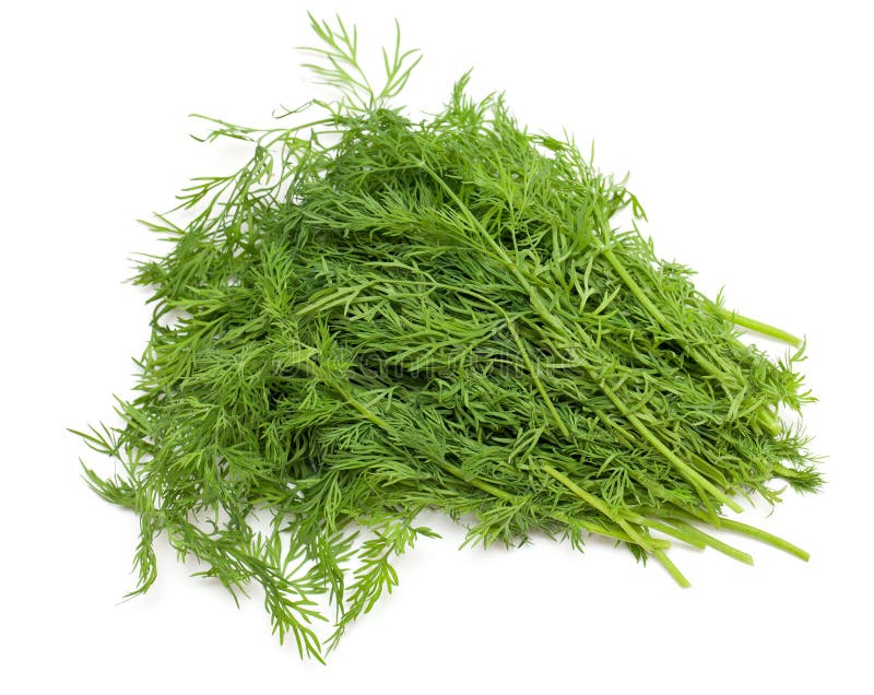 Dill stock image. Image of fresh, diet, isolate, color - 32809107