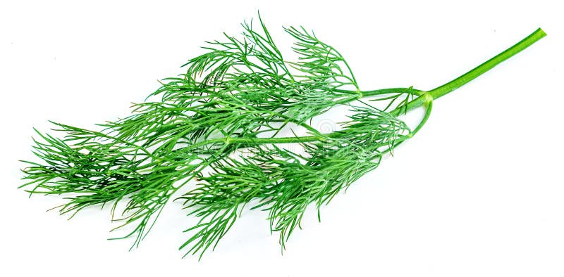 Dill Isolated on White Background. Bunch of Fresh Green Dill Macro ...
