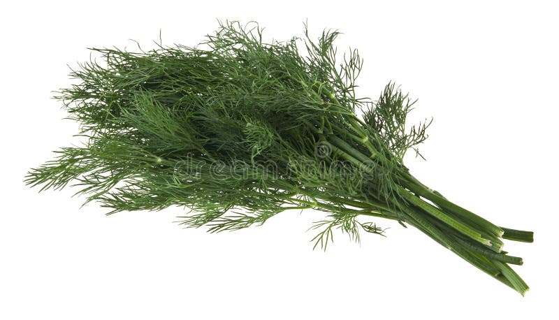 Dill Isolated on White Background Stock Image - Image of color ...