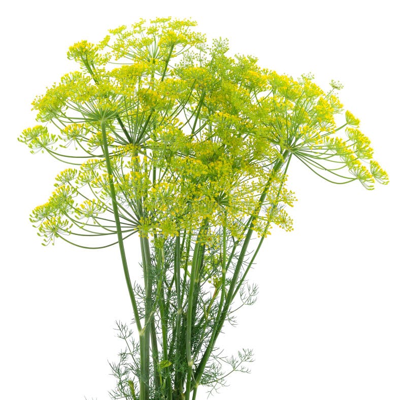 Dill isolated on white stock photo. Image of twig, leaf - 191330102