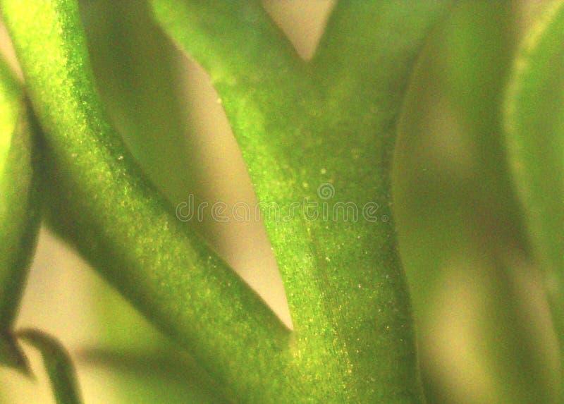 Dill Leaf. Image Under the Microscope, Macro Photography. Science ...