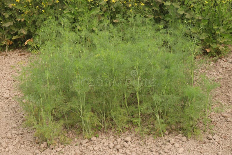 Dill Leaf Tree in Farm for Harvest Stock Image - Image of sprig ...